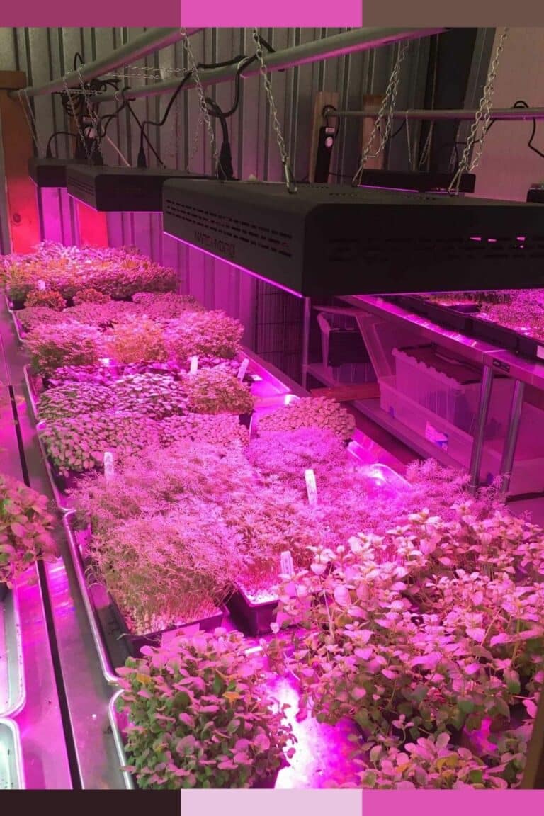 30+ Grow Room Design Ideas | Professional Grow Room Setup