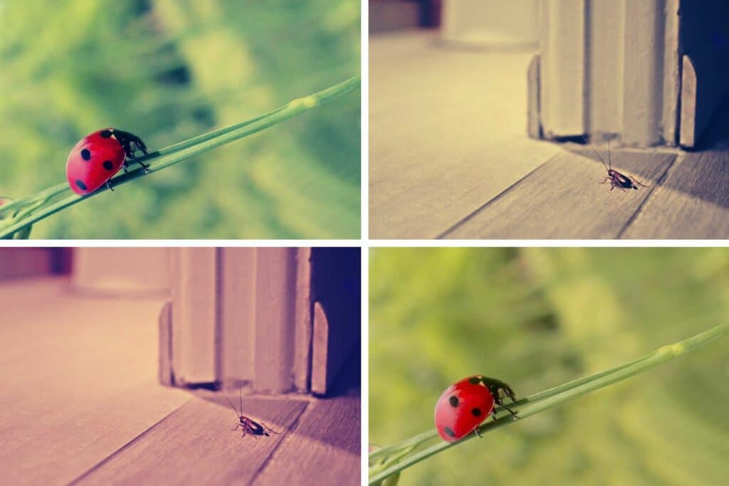 Guide For Homeowners How To Resolve Pest Problems 
